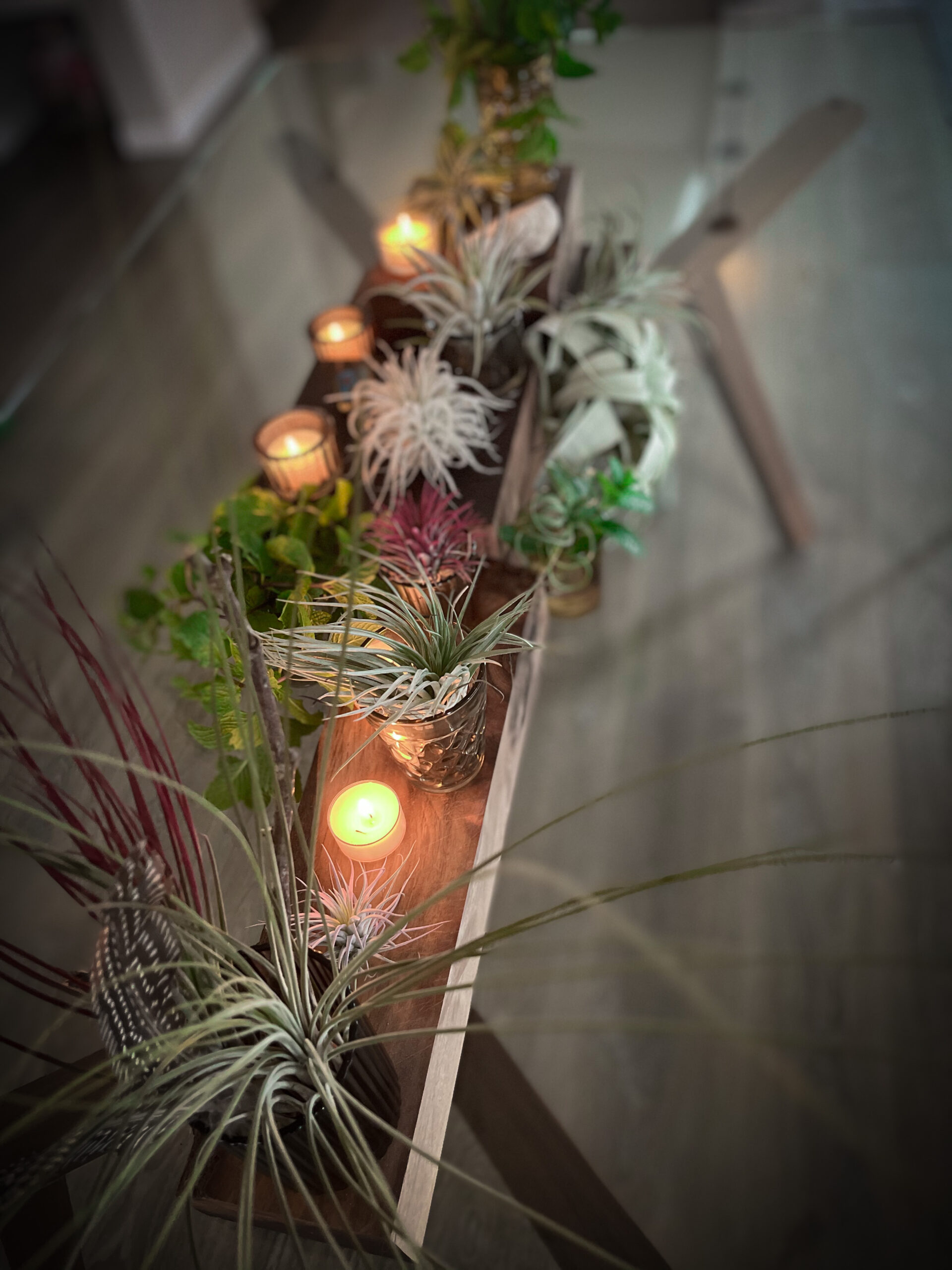 Creative Air Plant Display - DIY . Easy Steps to Create a Unique Tabletop.