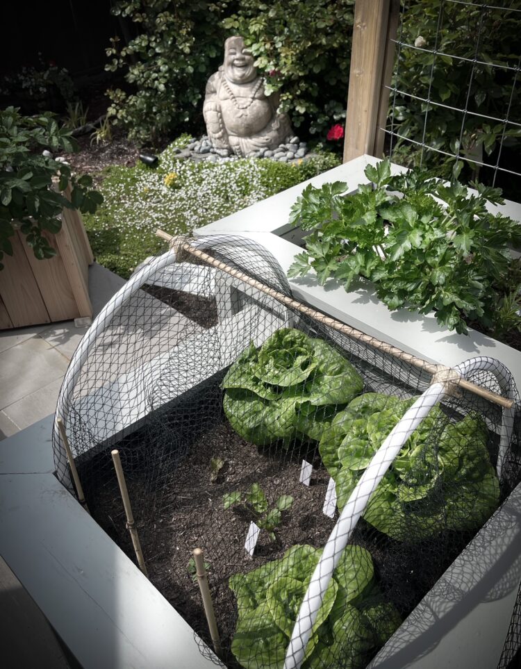 Make This EASY DIY Garden Bed Cover | PROTECT Plants! - CocoonRaw