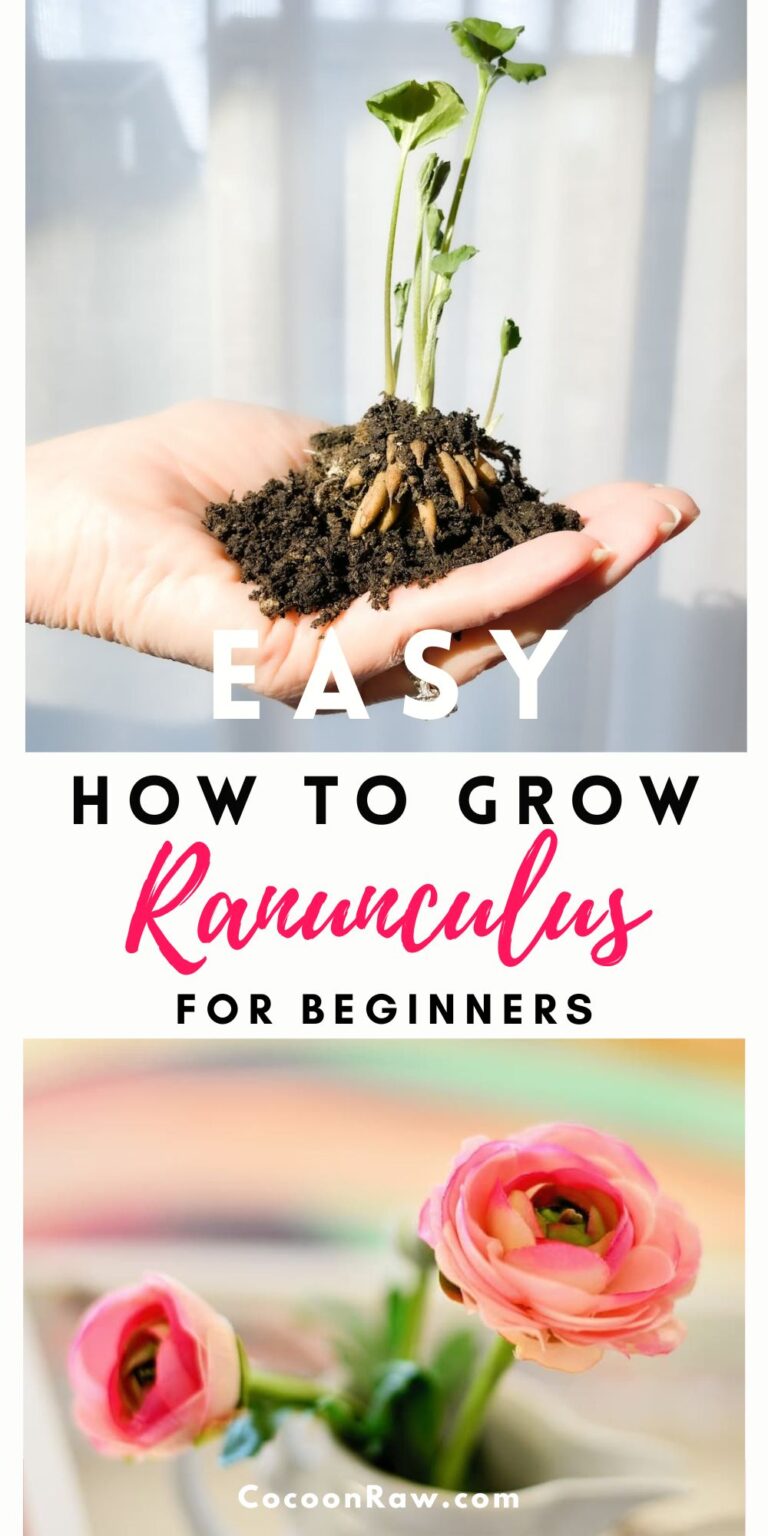 Ranunculus Garden | GROWING INDOORS - CocoonRaw