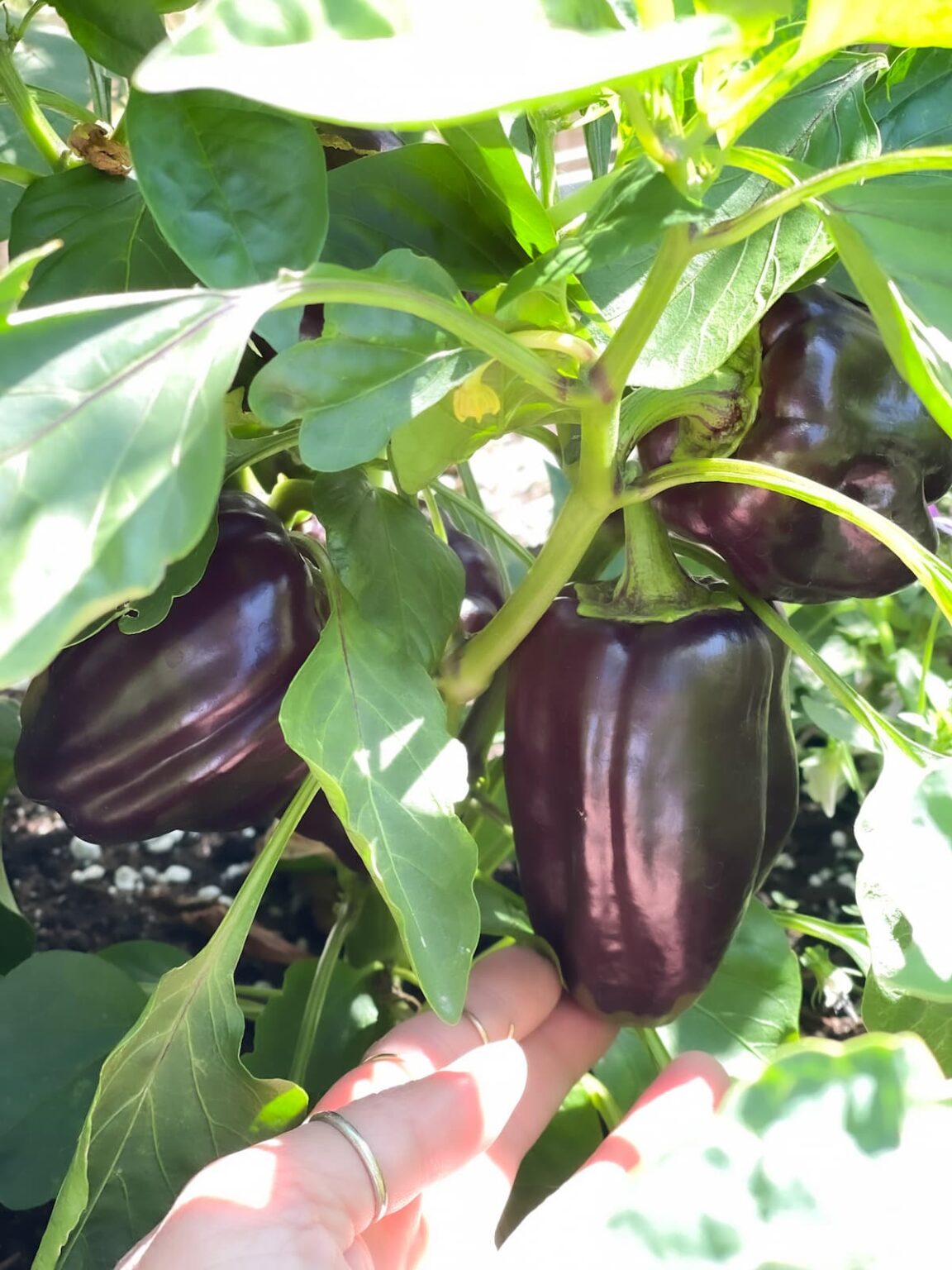 VEGETABLE COLORS | Unveiling the Green and Purple Harvest from my ...