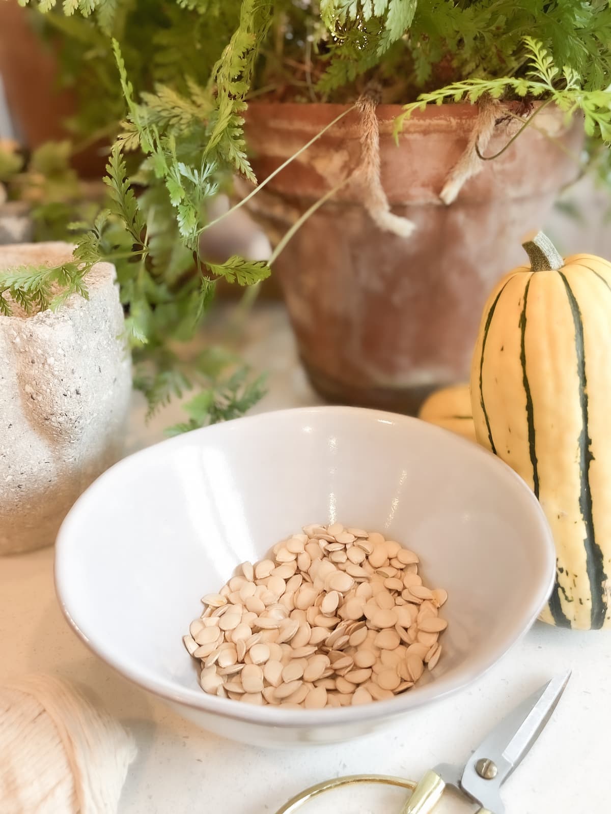 How to Save Squash Seeds | UNCOVER GARDENER'S GOLD - CocoonRaw